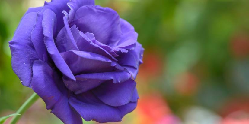 Grow Purple Roses to Bring Regal Beauty to Your Garden