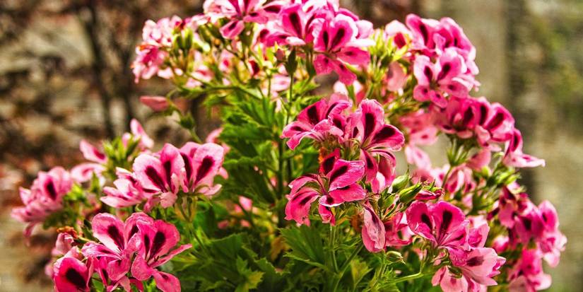 Blossoms of Affection: 8 Houseplants with Irresistible Fragrance