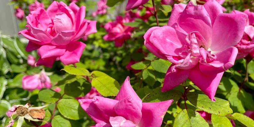 Symbolic Flowers for Women's History Month