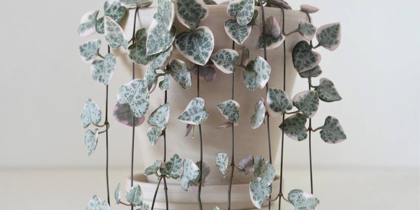 Chain of Hearts: The Romantic Houseplant Stealing Hearts in Home Decor