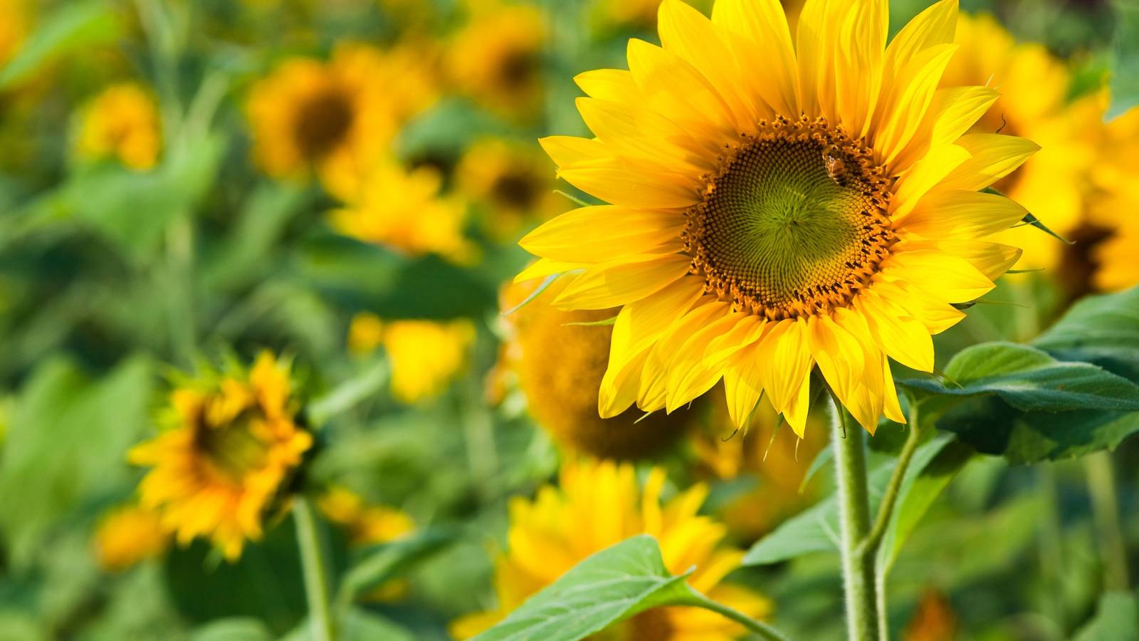 Self-Pollinating Flowers: What Are They and How do They Work?