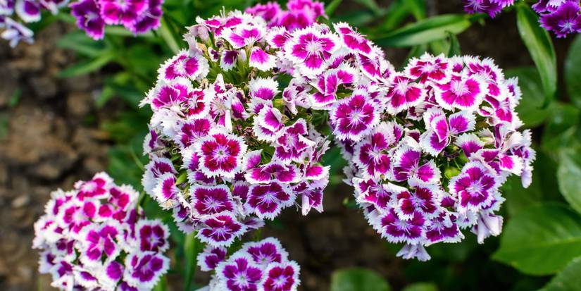 Growing a No Maintenance Garden With 7 Plants