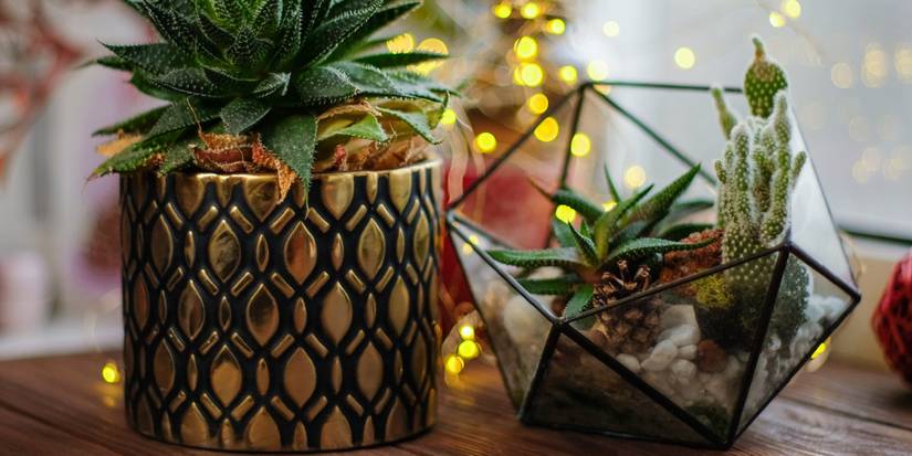 Succulent Terrarium DIY Ideas Make Plants a Home Decor Star