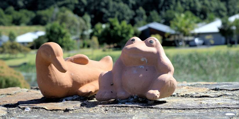 8 Surprising Facts About Chia Pets