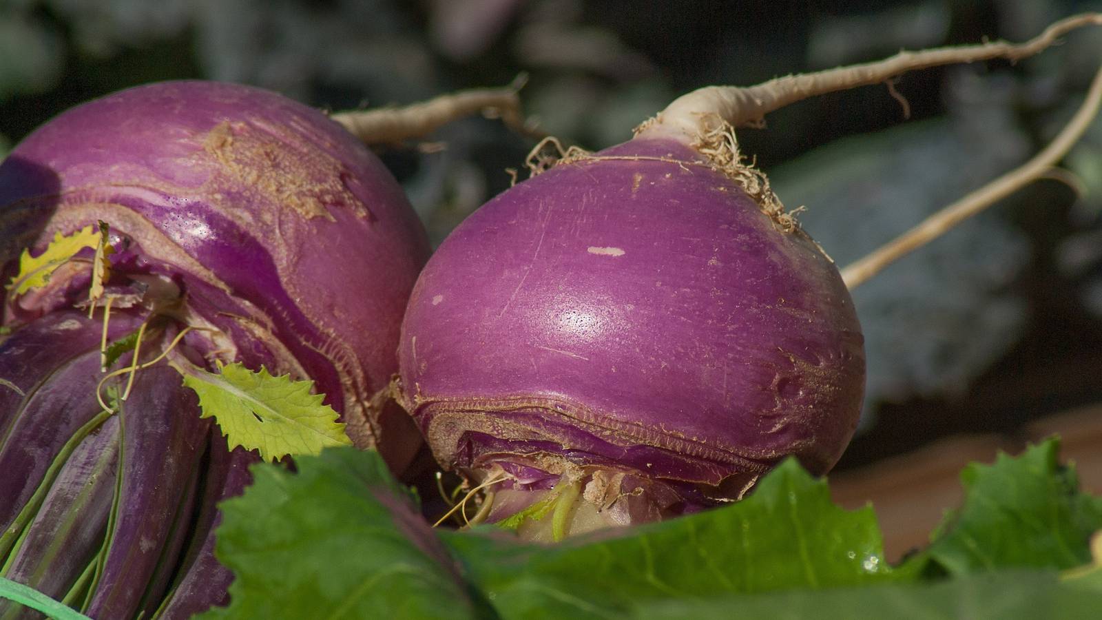 Growing Turnips in the Garden: A Complete Guide