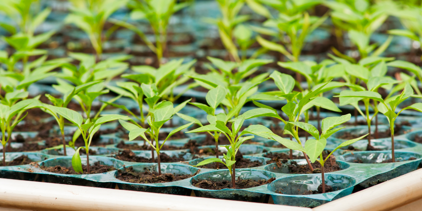 A Comprehensive Guide to Hardening Off Seedlings