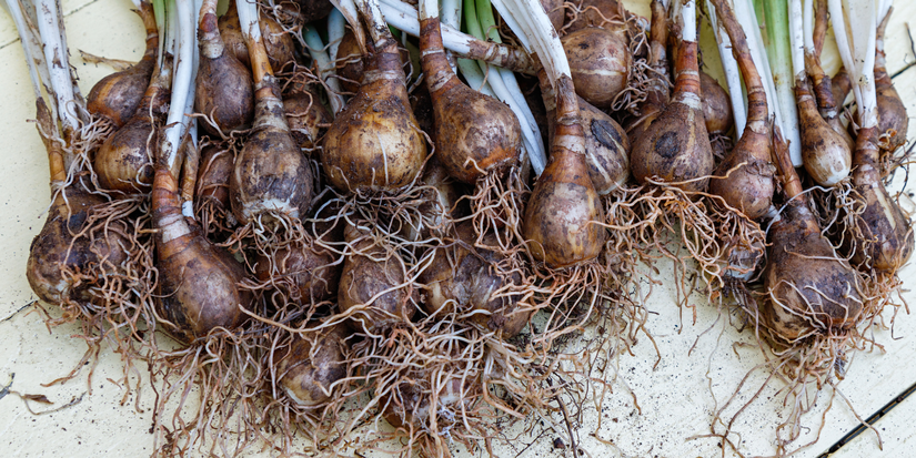 Why and When to Dig Up Your Flower Bulbs