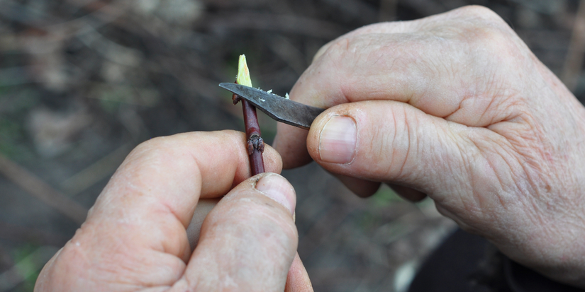Become a Grafting Expert: How to Do It Like a Pro