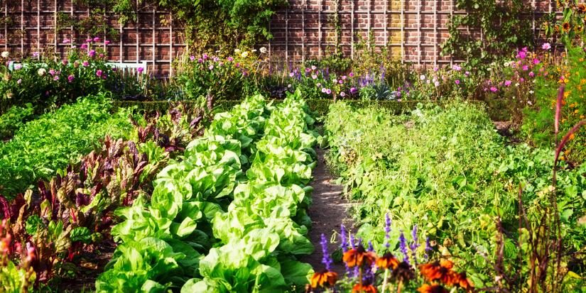 A Guide to Effective Crop Rotation in Home Gardening