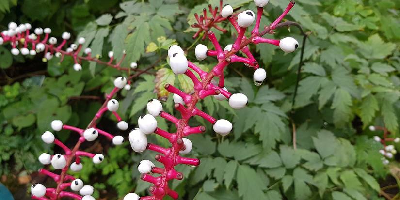 5 Strange Flowers That Might Haunt Your Garden Dreams