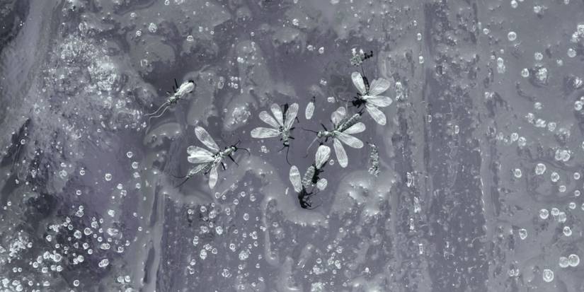 Icy Intruders: 6 Strange Cold Weather Insects to Watch Out For