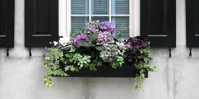 How to Clean and Refresh Your Window Boxes