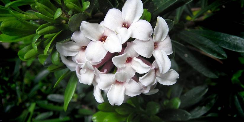 Blossoms of Affection: 8 Houseplants with Irresistible Fragrance