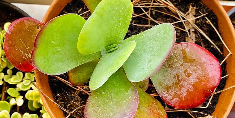 5 Gorgeous Low Maintenance Plants: Home Decor Made Easy