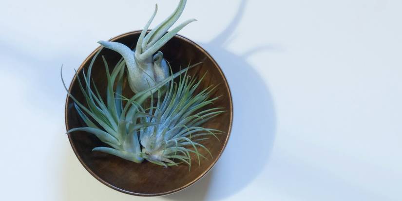 Transform Outdoor Spaces with Chic Gray-Toned Gardens and Silver Foliage