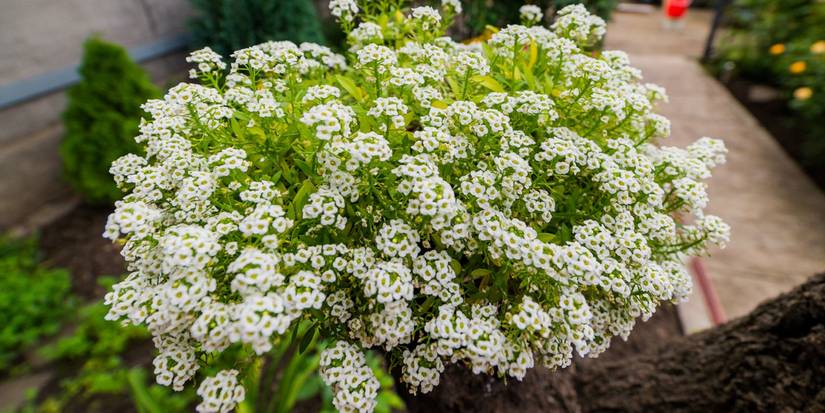 Why Sweet Alyssum Deserves a Place in Your Landscaping