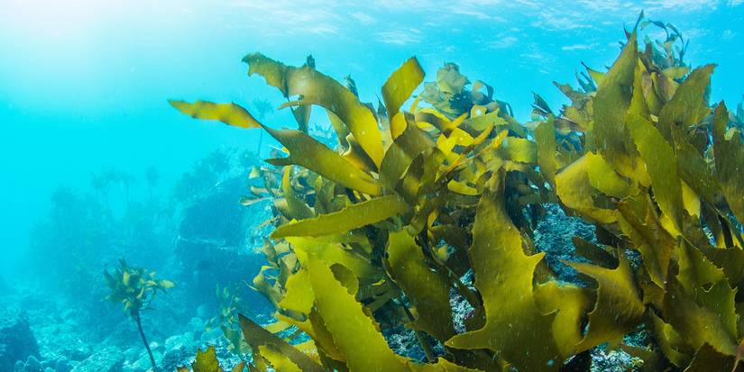 How to Grow Seaweed in Your Backyard