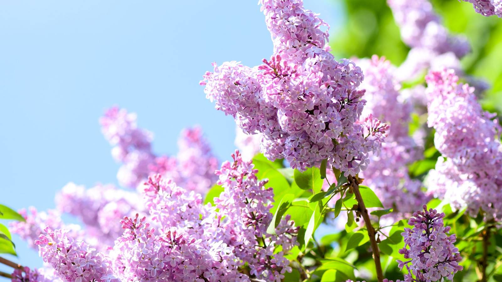 Creating a Vibrant Garden Oasis with Lilac Shrubs