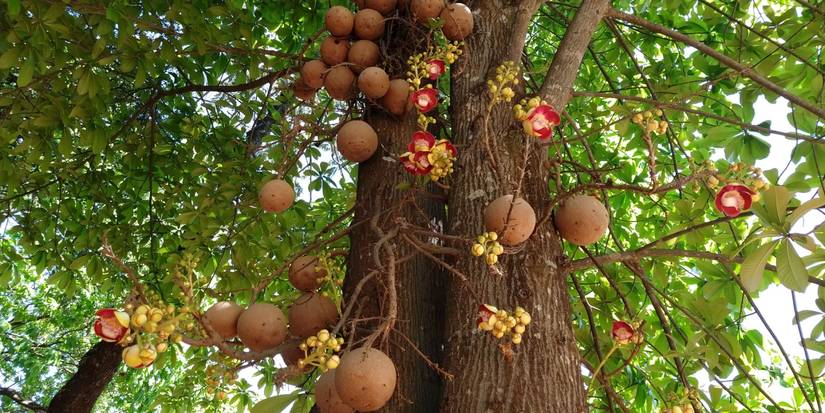 Which Nut Trees Are Perfect For March Planting?