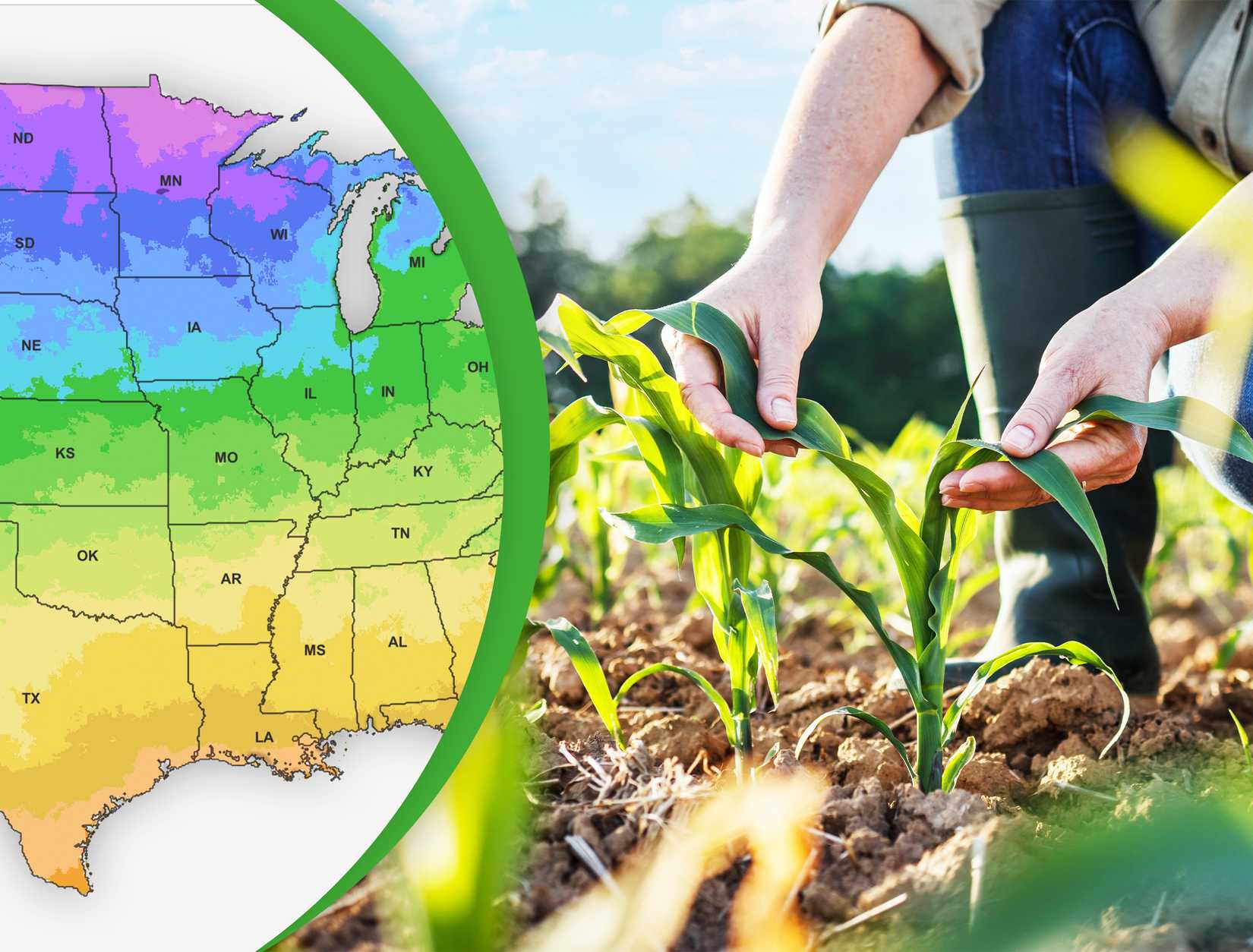 Which Plants to Choose? Perennials vs Annuals Explained