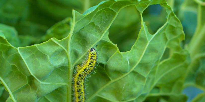 How to Identify and Control Armyworms
