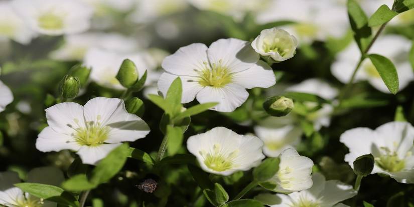 Get Rid of Common Spring Lawn Weeds