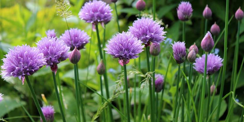 Which Early Spring Flowers Are the Most Beautiful?