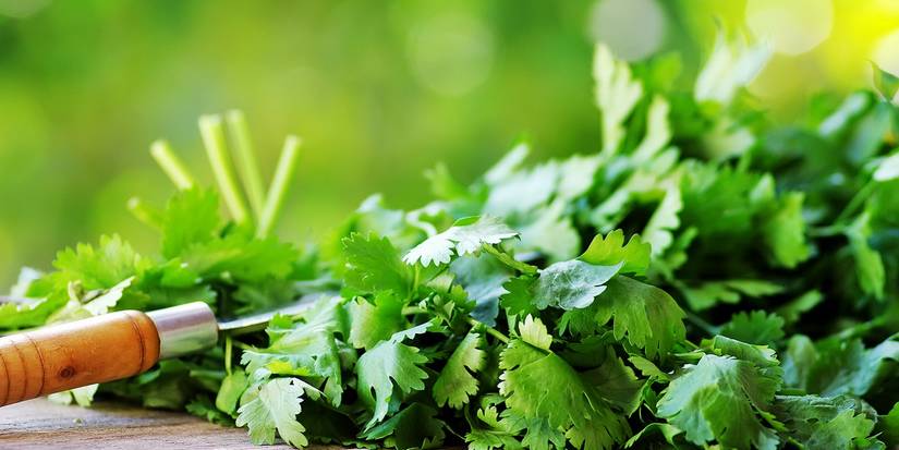 Why Cilantro Divides Plates, Palates, and Entire Cultures