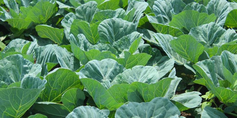 3 Essential Steps for Harvesting Collard Greens
