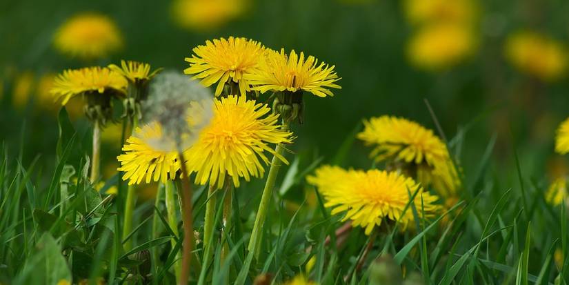 Boost Your Compost: 6 Plants to Cultivate for Composting