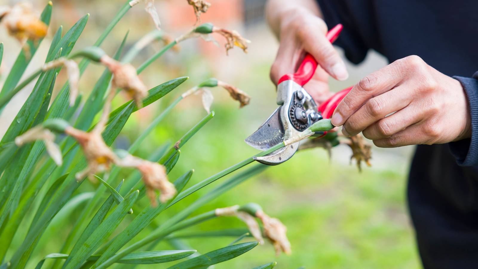 How to Deadhead Flowers to Keep Them Vibrant
