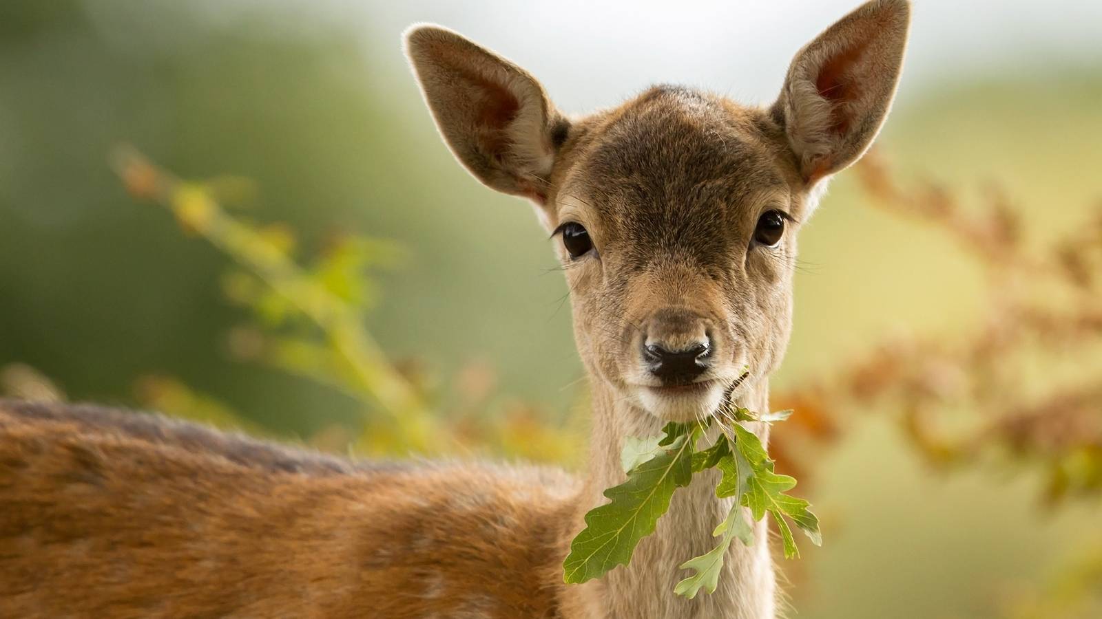 Deer Defense 101: Techniques to Protect Your Yard