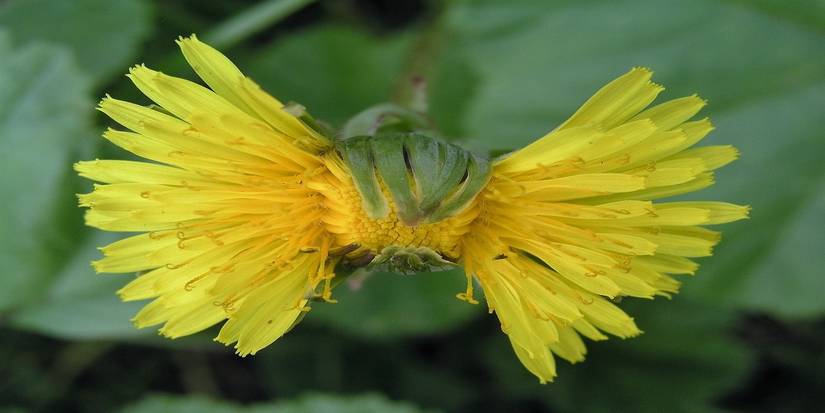 Cultivating Paleo-Era Plants For Modern Diets