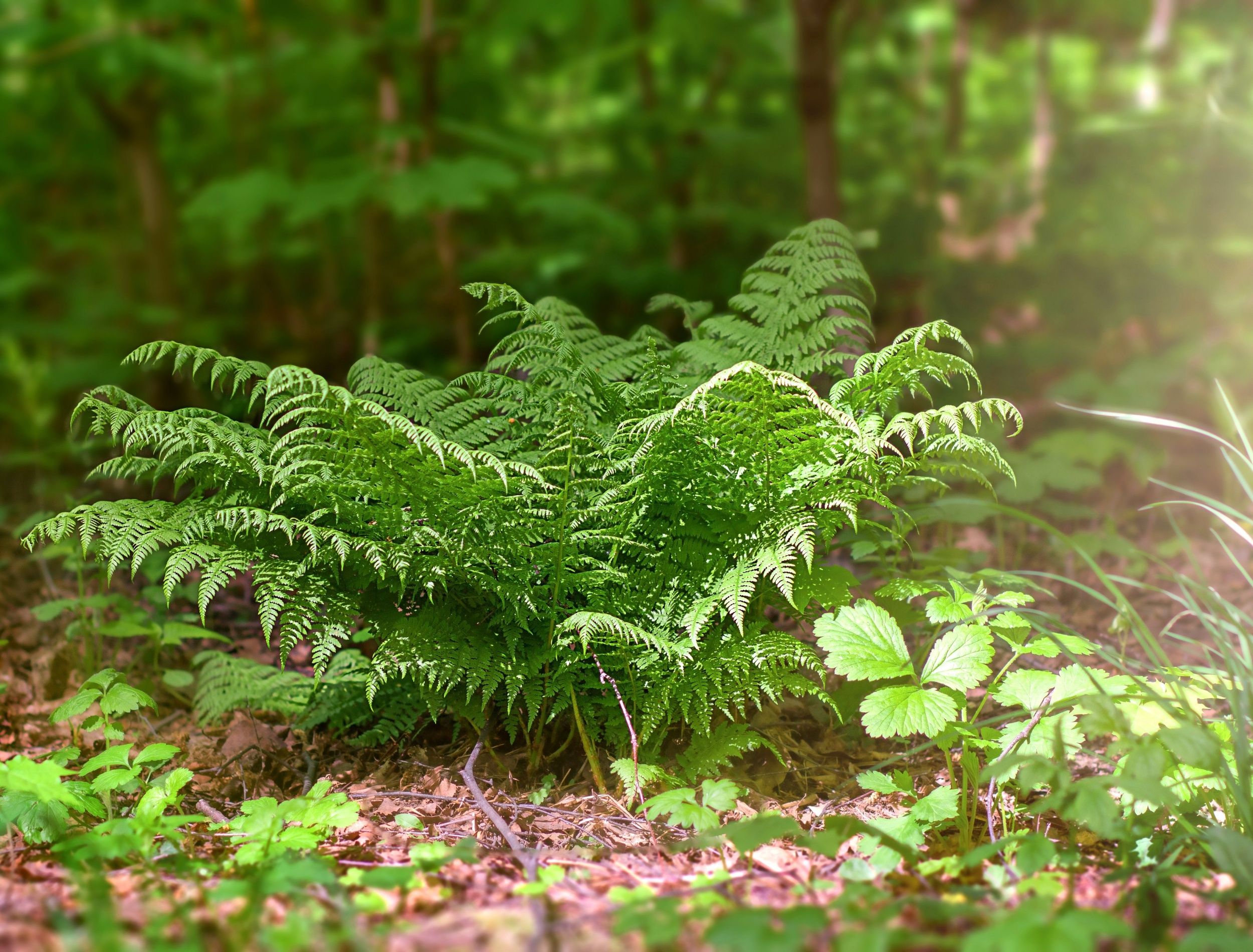 Prehistoric Greenery: Exploring the World of Ferns