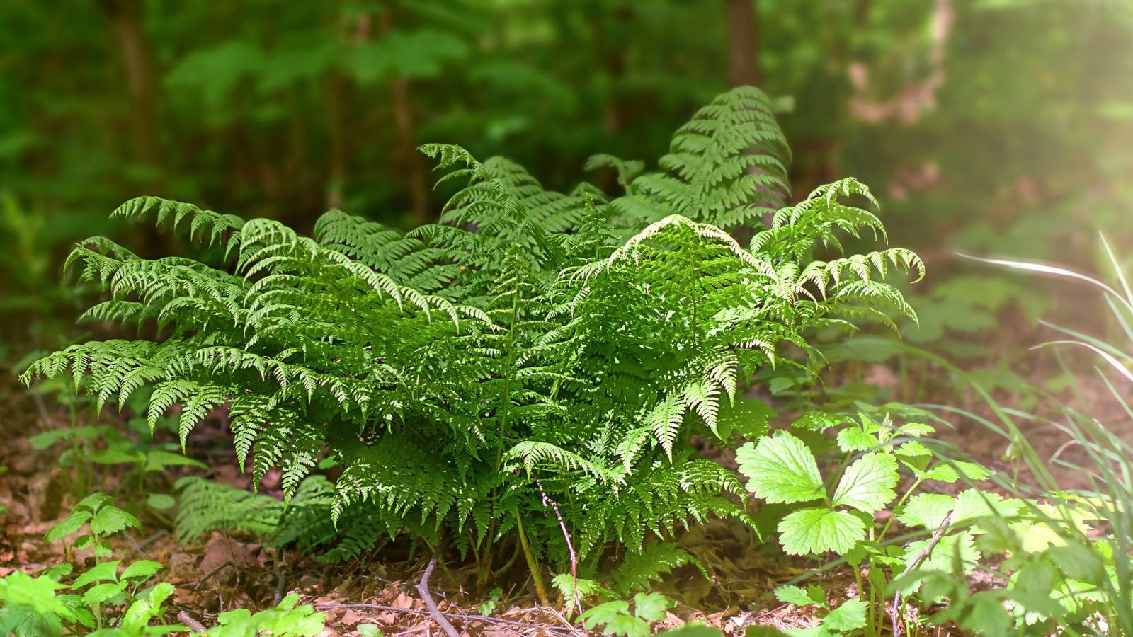 Prehistoric Greenery: Exploring the World of Ferns