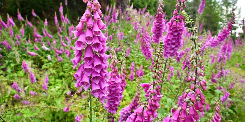 Foxglove for Pest Control: A Natural Way to Protect Your Garden