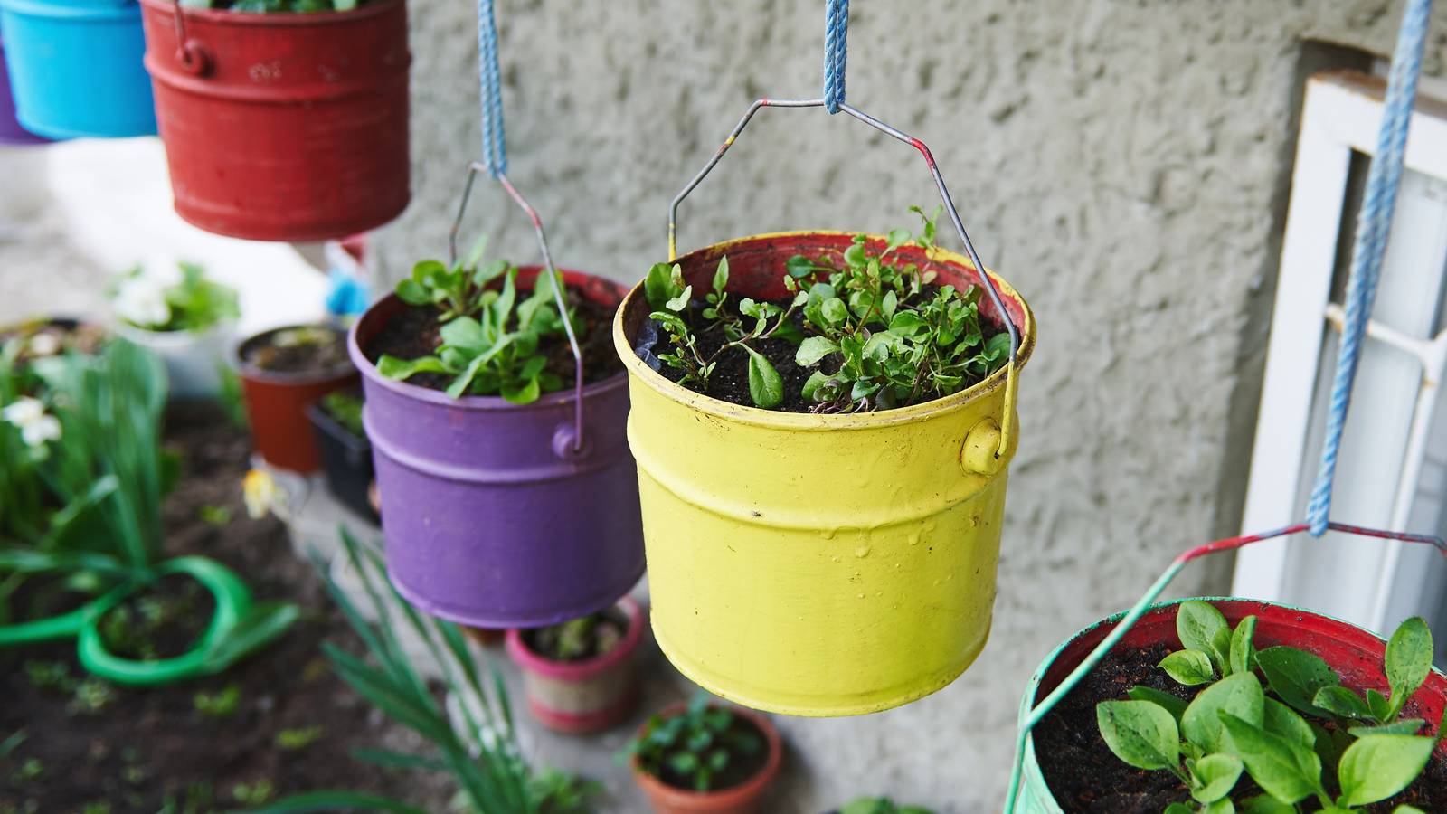 Hanging Pot Ideas to Elevate Your Outdoor Space
