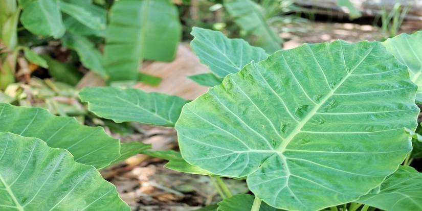 5 Must-Have Plants for Your Lush Rainforest Garden