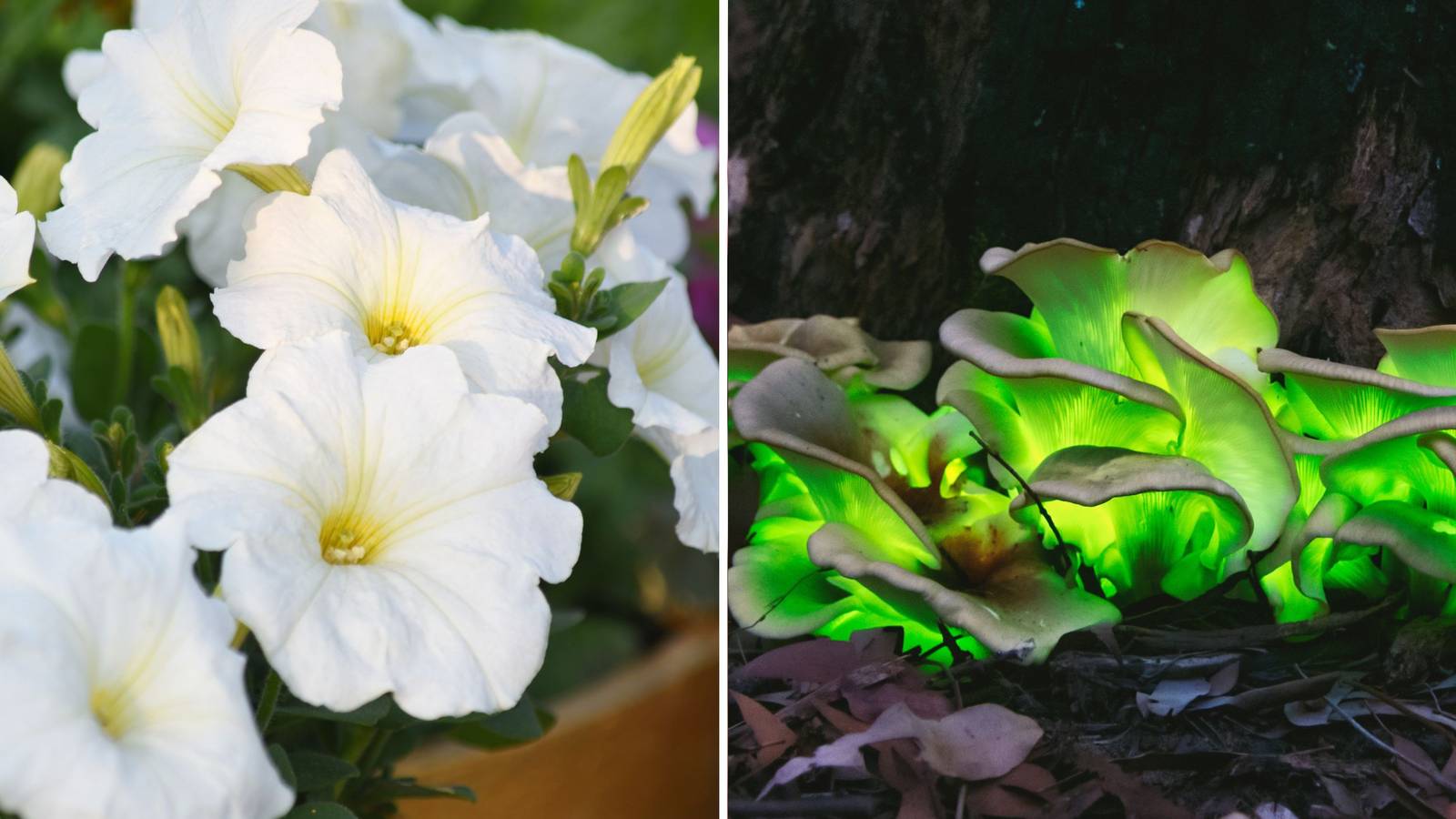 Glow Up Your Garden With the Firefly Petunia
