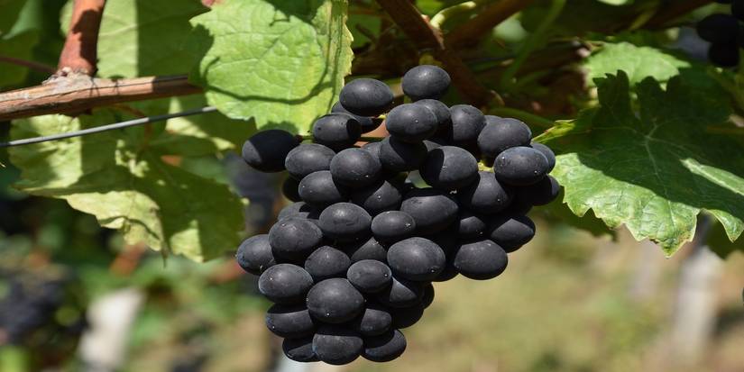 A Guide to Growing Grapes and Crafting Homemade Wine