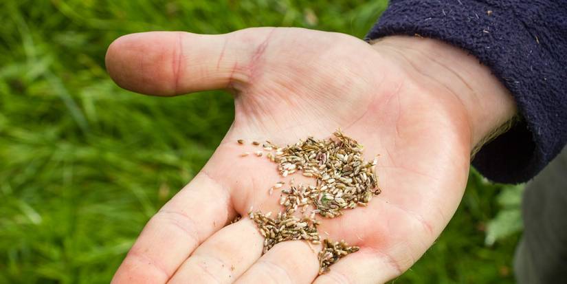 Transform Your Garden: A Wildflower Meadow That Thrives in the Shade