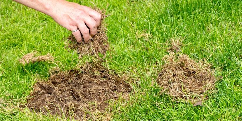 March Lawn Maintenance Checklist: 7 Projects to Tackle Now