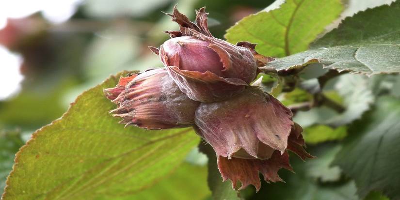 Snacker’s Guide: Pick the Best Low-Calorie Nuts For Everyday Energy