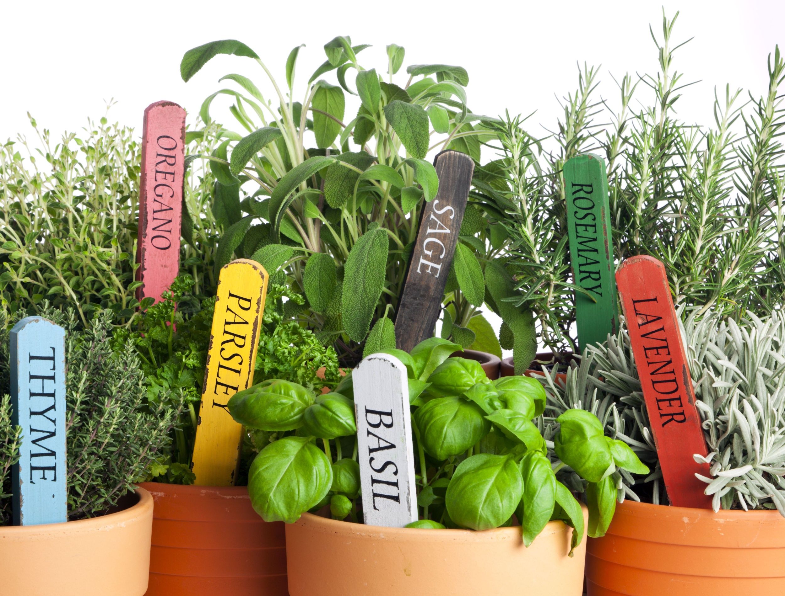 Grow Like a Roman: Medicinal Herbs Inspired by Caligula’s Garden