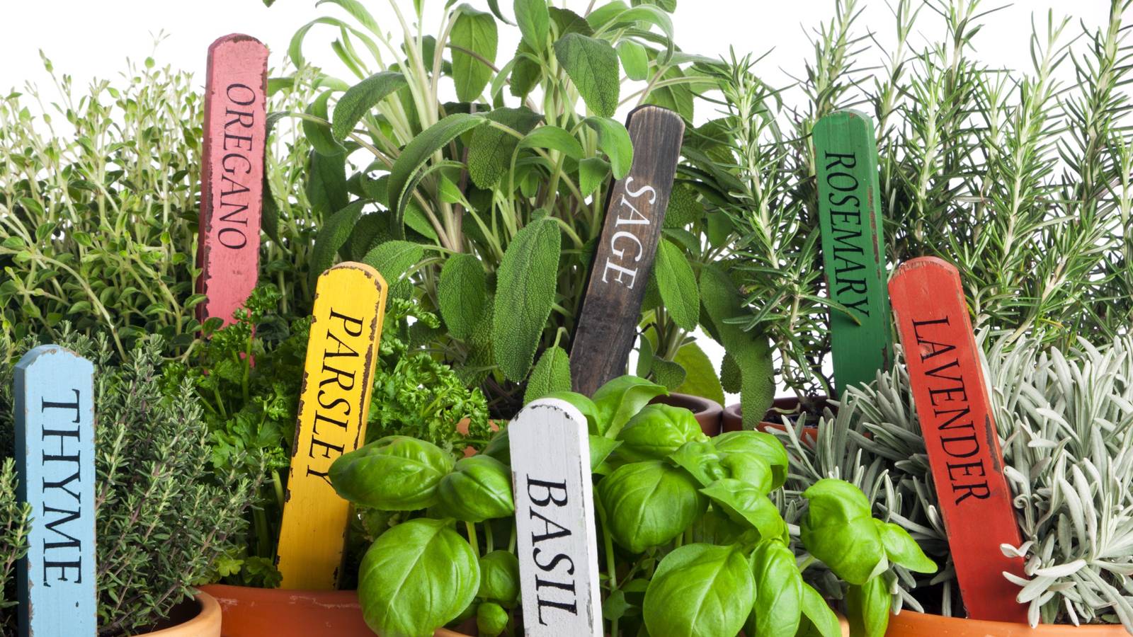 Transforming Your Herb Garden For the Growing Season