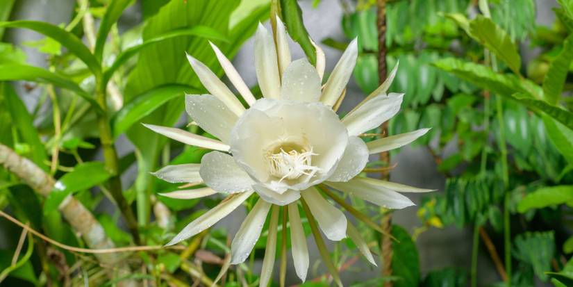 Don’t Blink! This Rare Flower Blooms Only One Night a Year