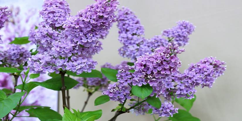 Discover the Beauty of Lilac Purple: The Loneliest Garden Color