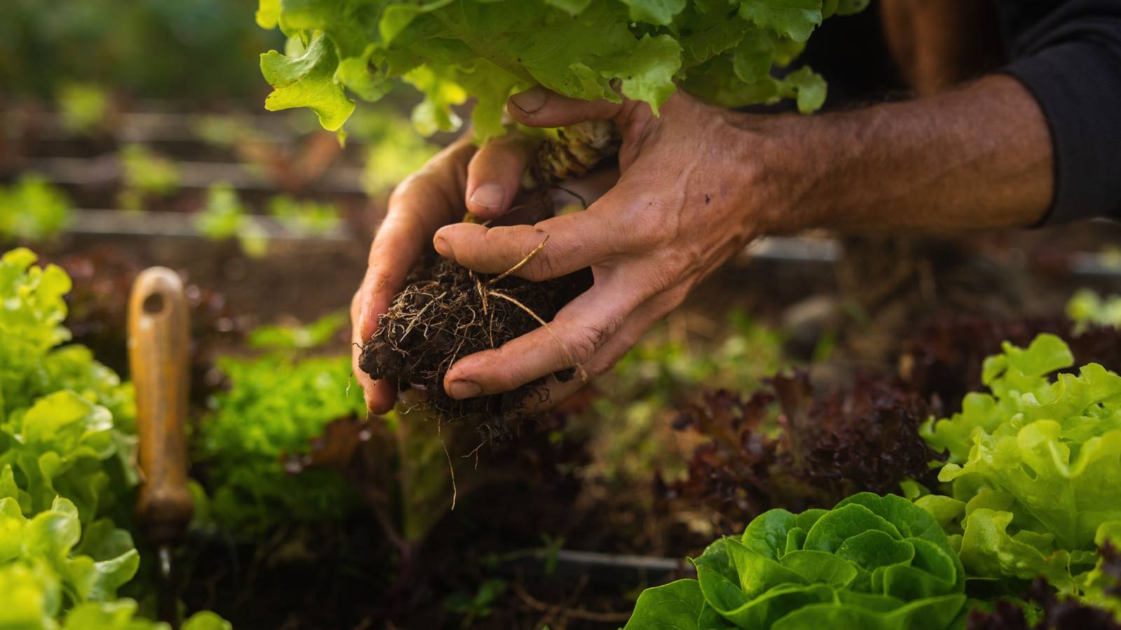 Planting Strategies for Different Soil Types