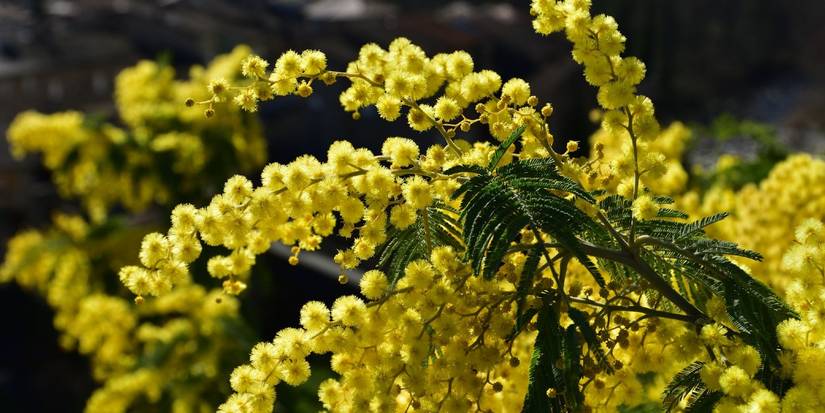French Riviera Mimosa Festival: Golden Blooms and Culture