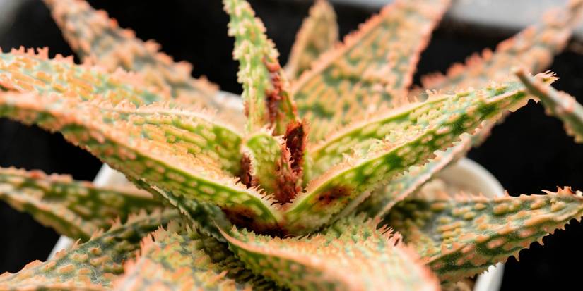 Succulent Security: Managing the Top 10 Pests and Diseases for Healthy ...